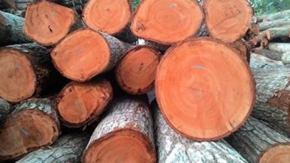 5 Jenis Kayu Kelas II Berdasarkan Tingkat Kuatnya - Toko Lantai Kayu