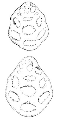 Variety of Life: Apodida