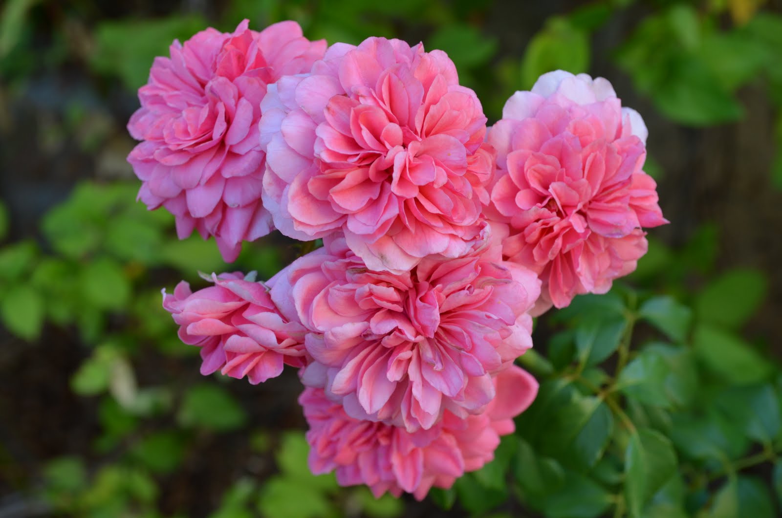 Jurnal de gradina: Flori de August