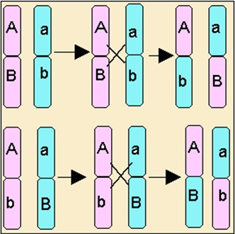 Cuadros de Punnet :: Ciencias Naturales