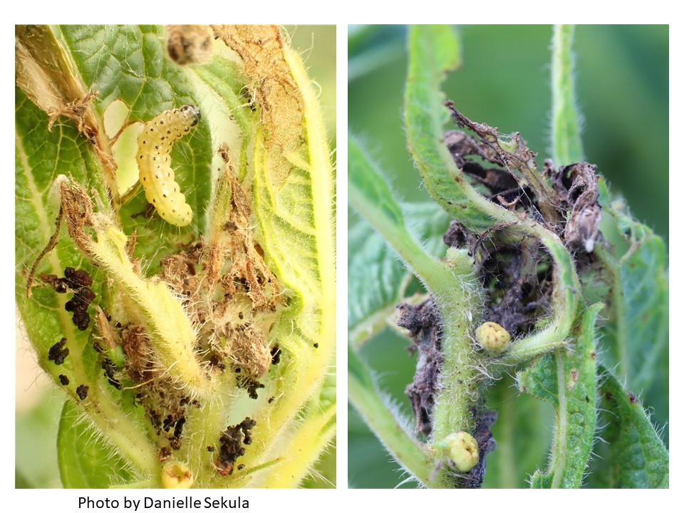 RGV Bug Blog: Sesame Leafroller / Sesame Webworm