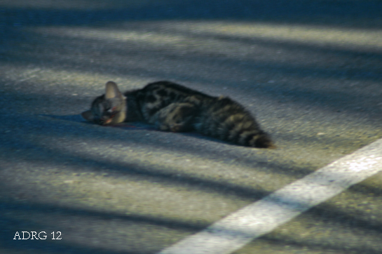 UN AMBIENTALISTA: Una gineta en la carretera