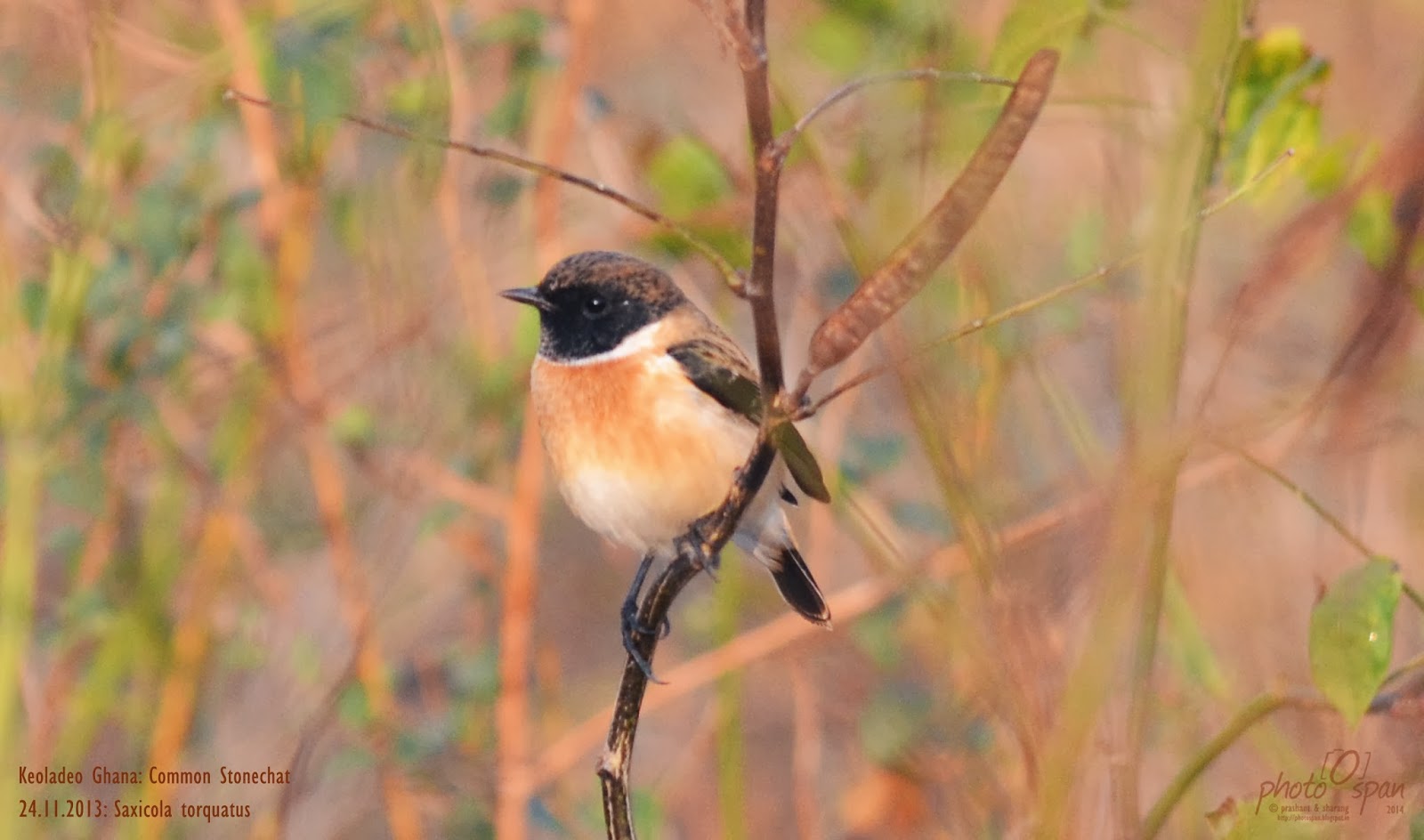 Common Stonechat: Saxicola torquatus (Male) | Photo Span