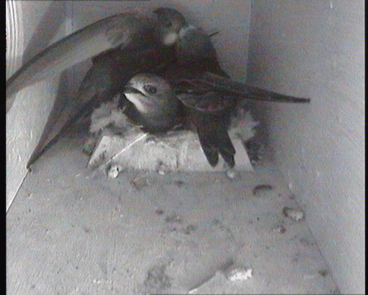 Action for Swifts: Diary of a Swift nest
