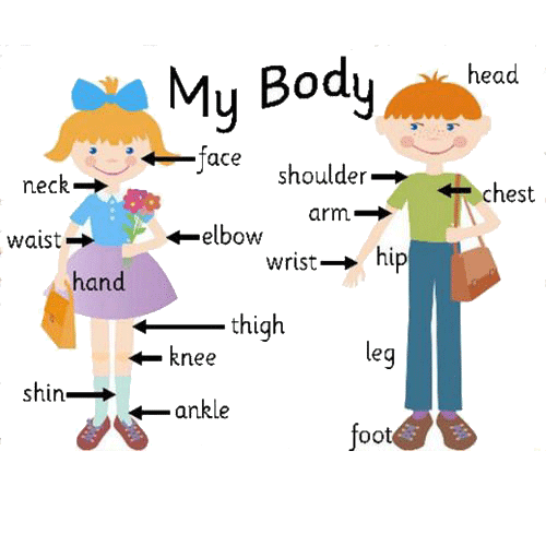 Imagenes Para Colorear Partes Del Cuerpo En Ingles Im