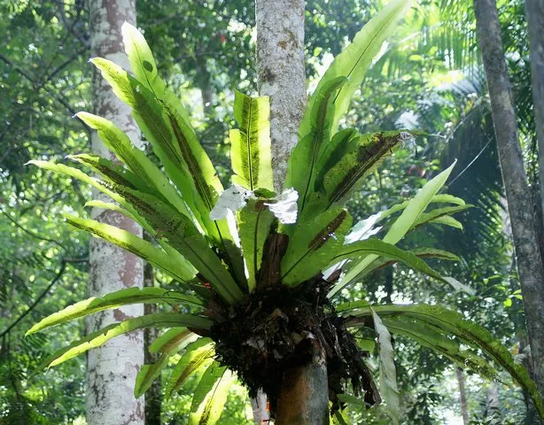 Asplenium Variegated, Pokok Paku Langsuir Berurat Daun Yang Cantik ...
