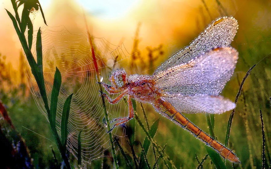 Luz de Levanah: ♥ LA MAGIA Y EL MISTERIO DE LA LIBELULA ♥ Significado y ...