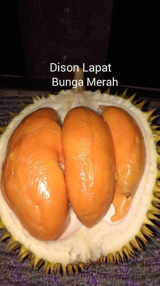 Berita TV Malaysia: Durian bunga merah jemput makan