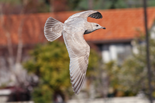 Rotherhithe & Beyond: 2nd-winter Thayer's Gull photoshoot