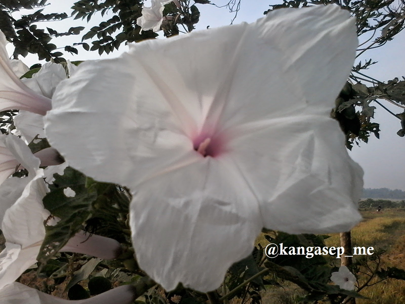 Kembang Tablo - Bunga Liar Indonesia