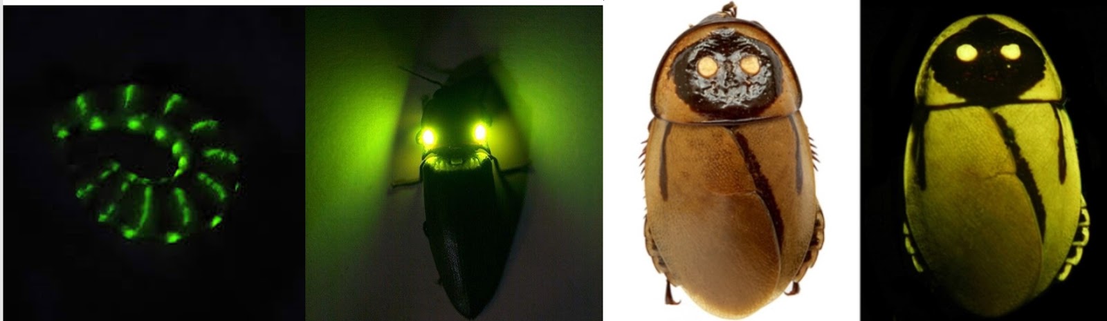 Stars At War: Bioluminescent Bugs