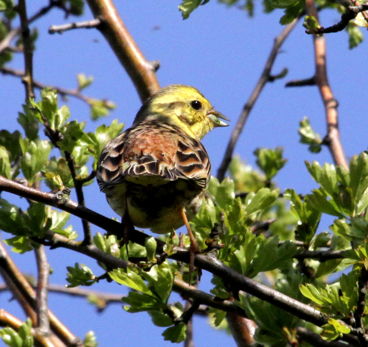 Birding with Flowers: White Triangle Bird