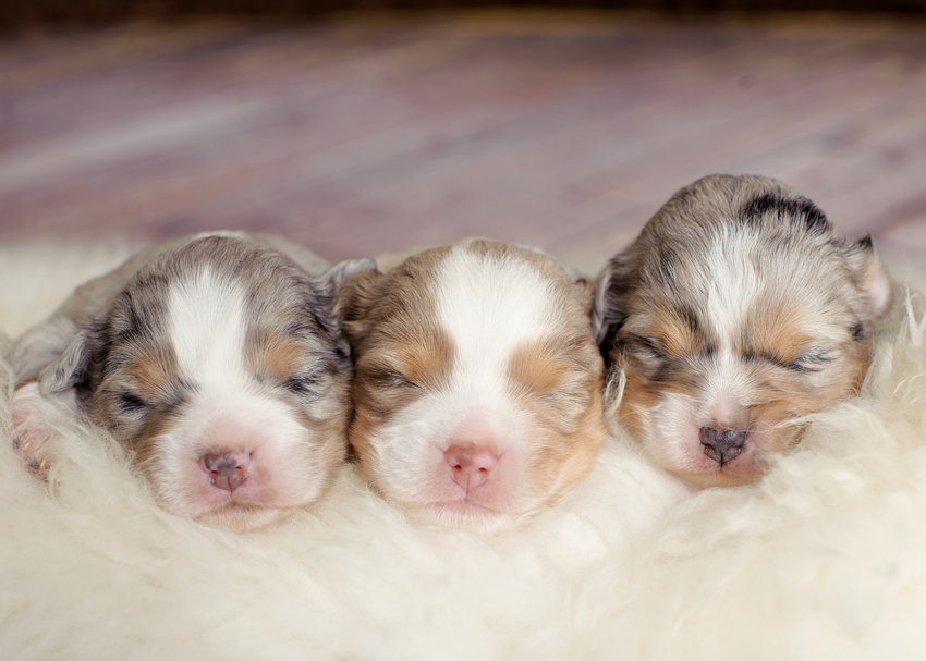 Bunker's Mini and Toy Aussie's