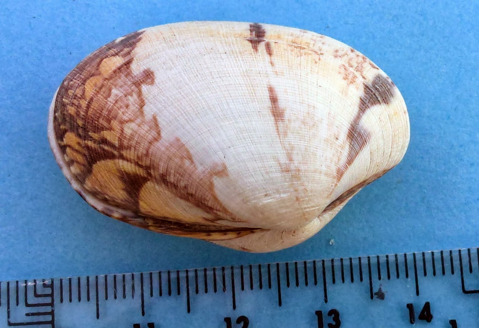 CUNCHAS DE ESTEIRO: Venerupis pullastra