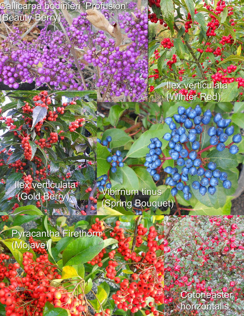 My Petal Press Garden Blog: Plants with Colorful Berries for Fall
