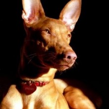 Perro Faraón Hound | Perros callejeros