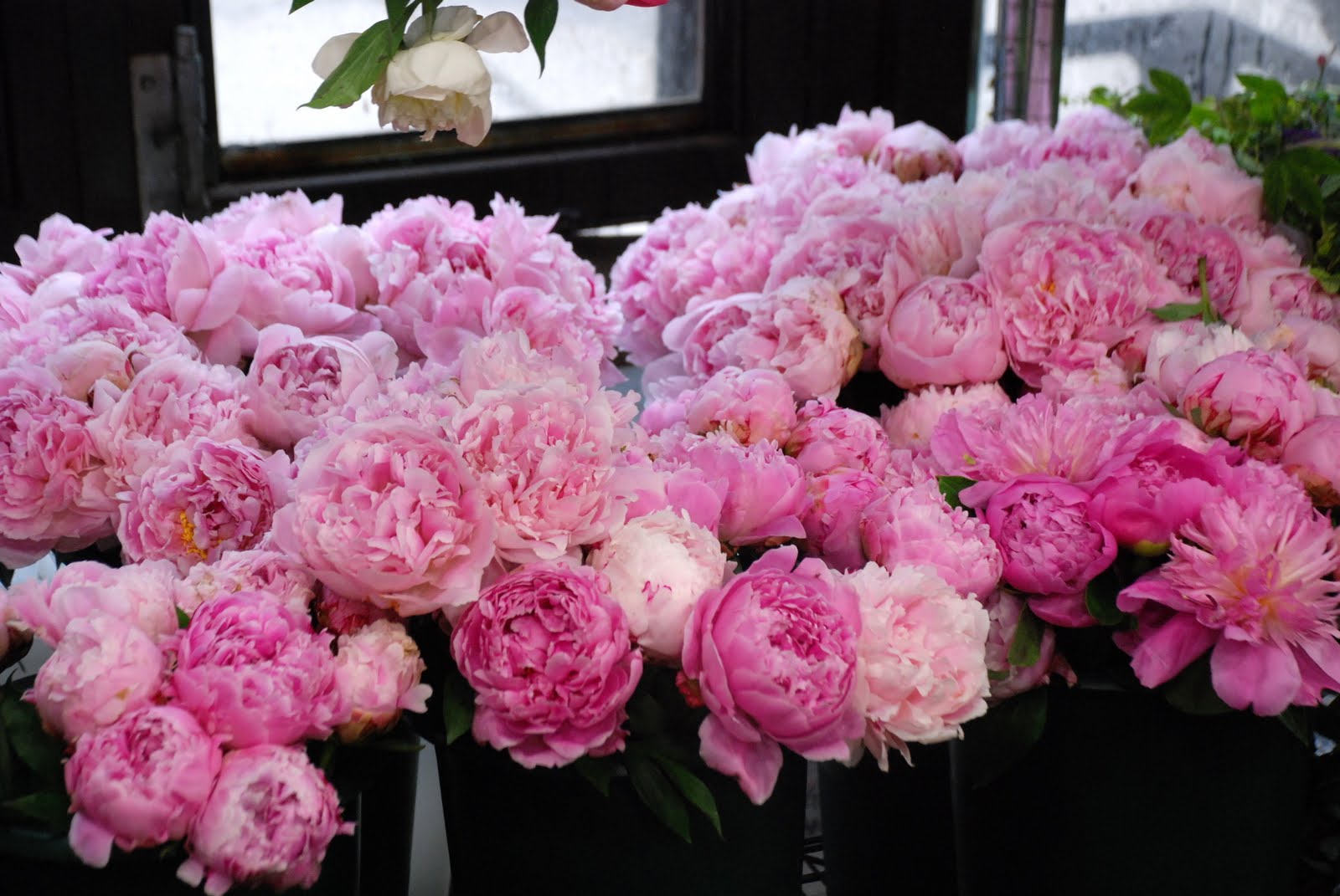 blade new york: Flower Market Finds: Peonies
