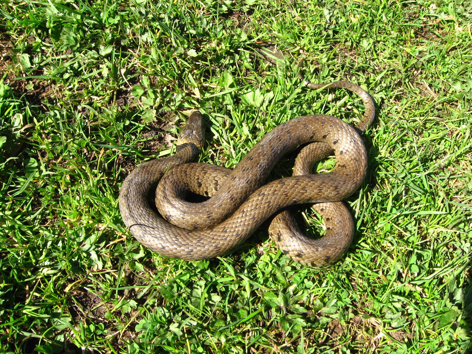 IVN Diemen Natuurwerkgroep: Broeihopen voor ringslangen maken op 13 april