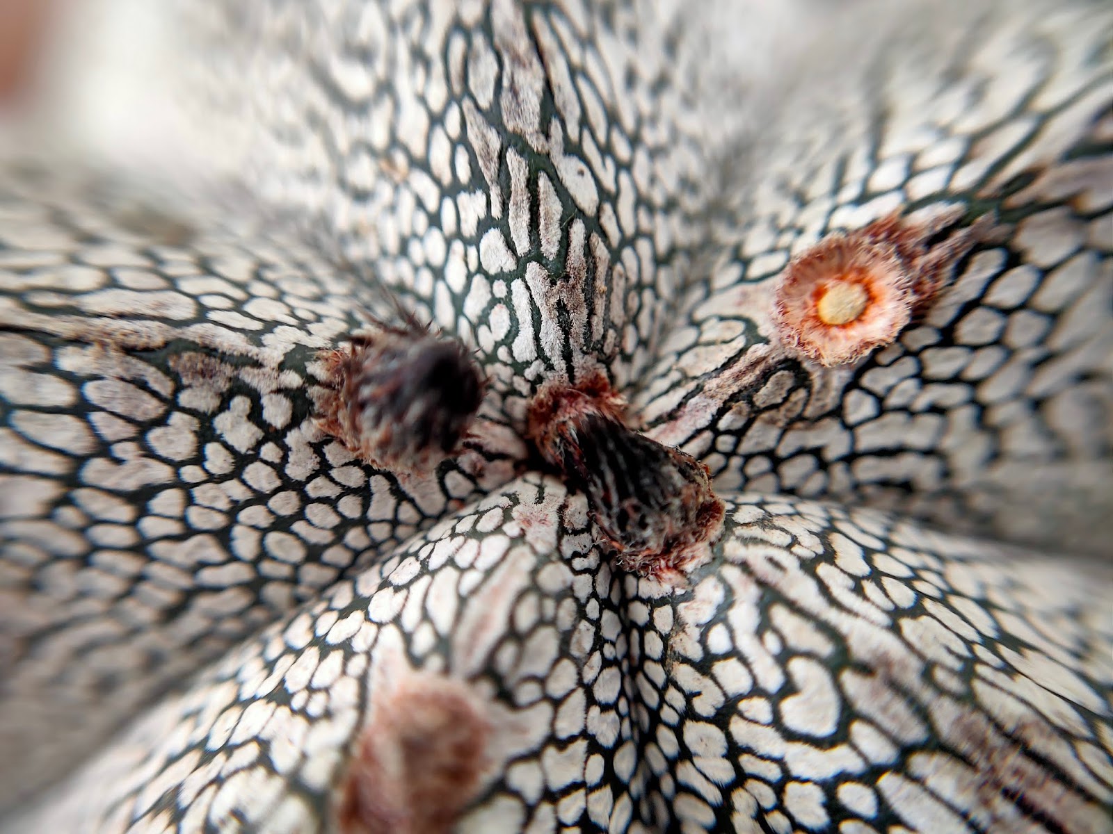 Secrets To Growing Cactus And Succulents: The White Spotted Beauties