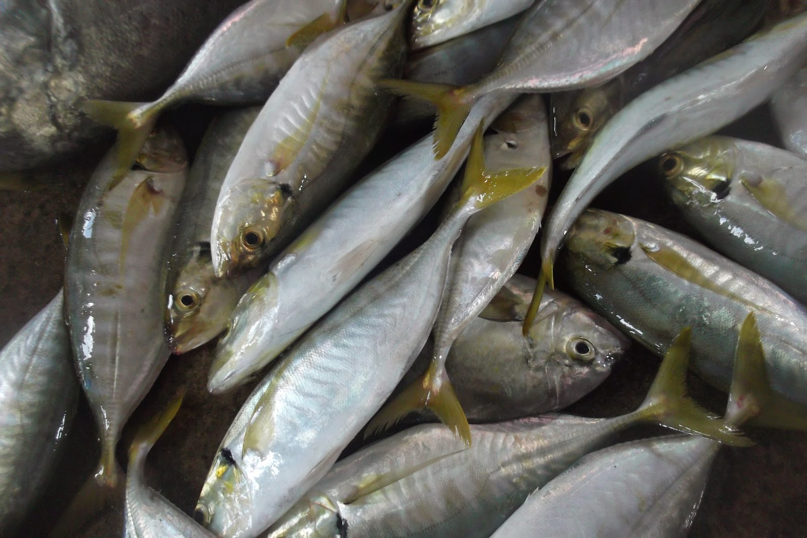 NEGOMBO SEAFOODS: GINNATI PARAWA