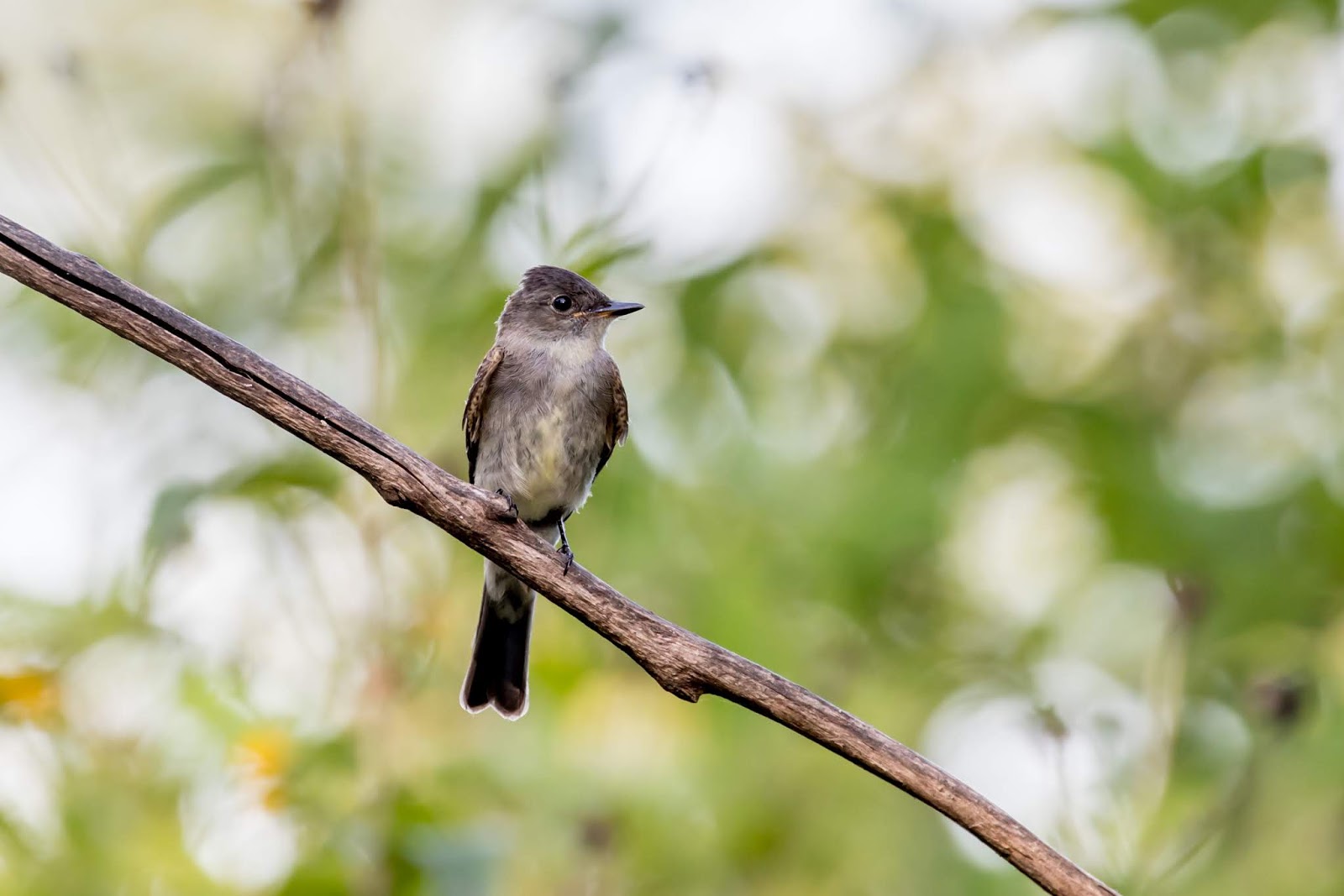 Eastern wood pewee