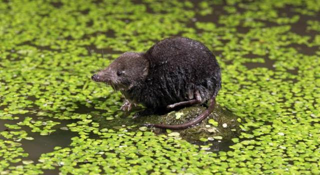 La musaraña es venenosa?