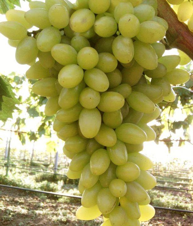 Anggur jenis Centennial Seedless | Pohon Anggur Genjah