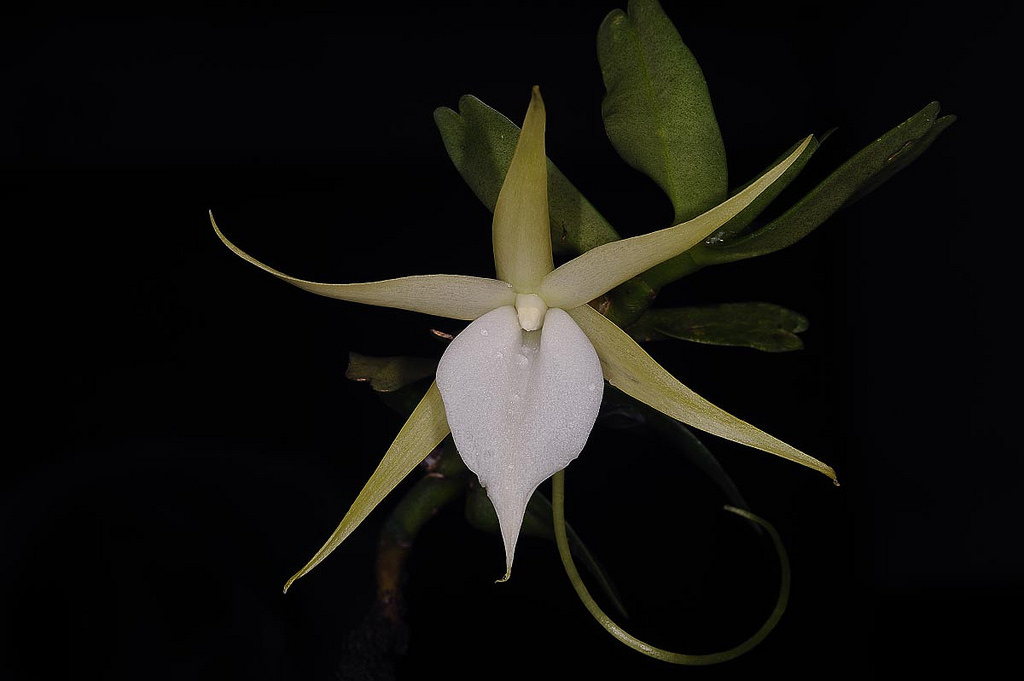 Angraecum bicallosum orchid plant care and culture | Travaldo's blog