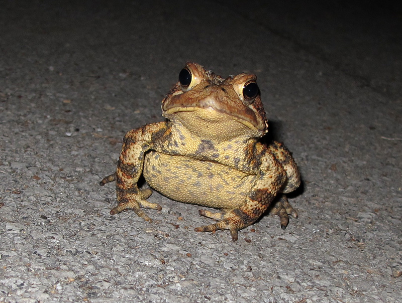 Unpopular animals you like | General Discussion | Flight Rising