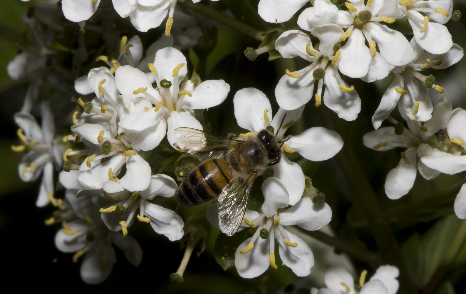FOTOGRAFIAS DE LA FLORA AUTOCTONA DEL URUGUAY: ARBOL DEL PITO
