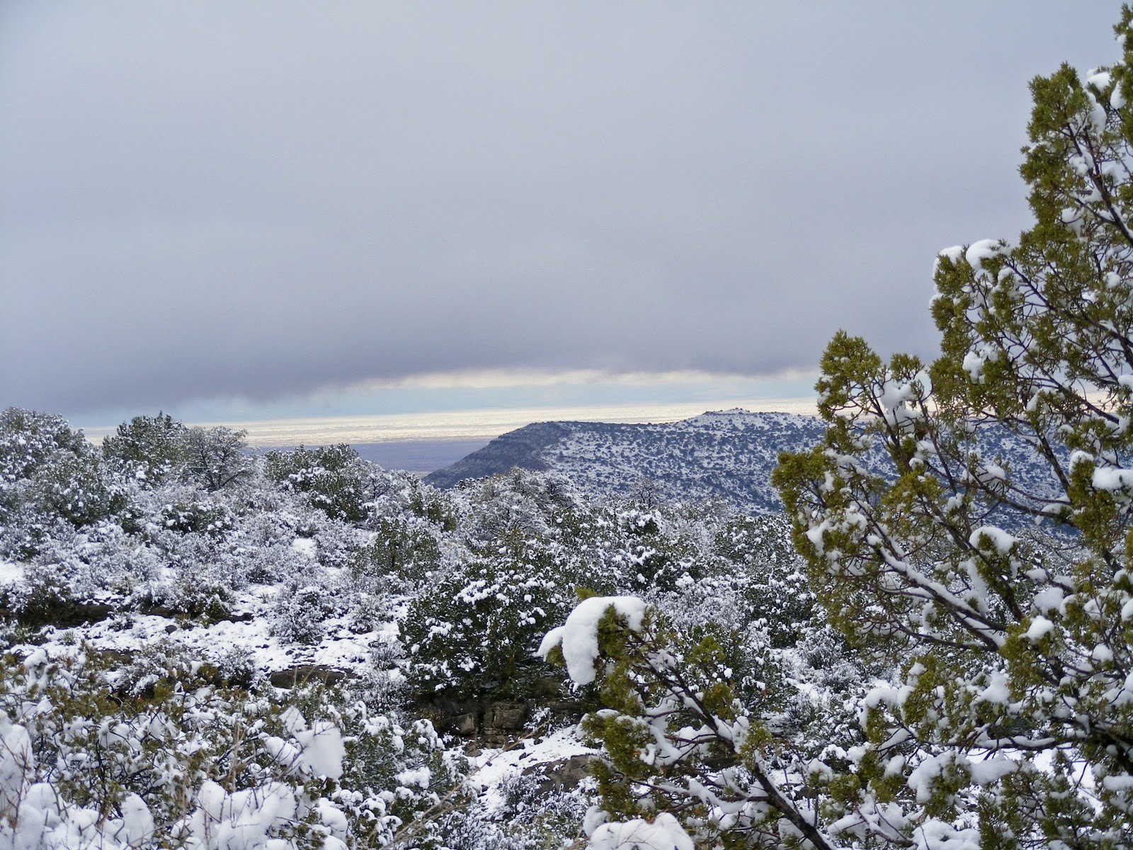 Desert Packrat: High Desert Snow