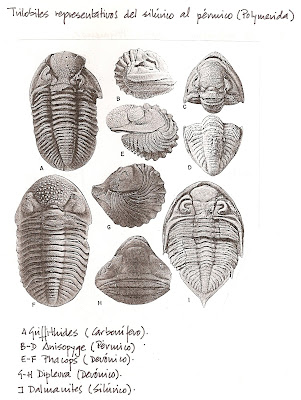 EL PALEOANTROPOLOGO DESPISTADO