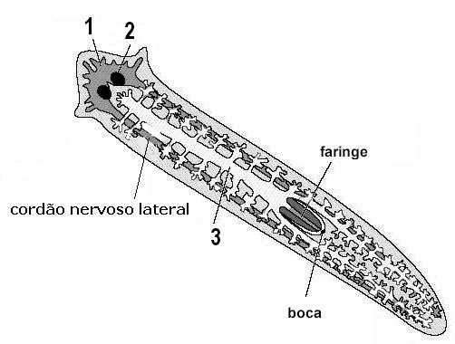 BIOLOGIA PARA A VIDA : FILO PLATELMINTOS