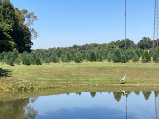 Tower Family Christmas Tree Farm