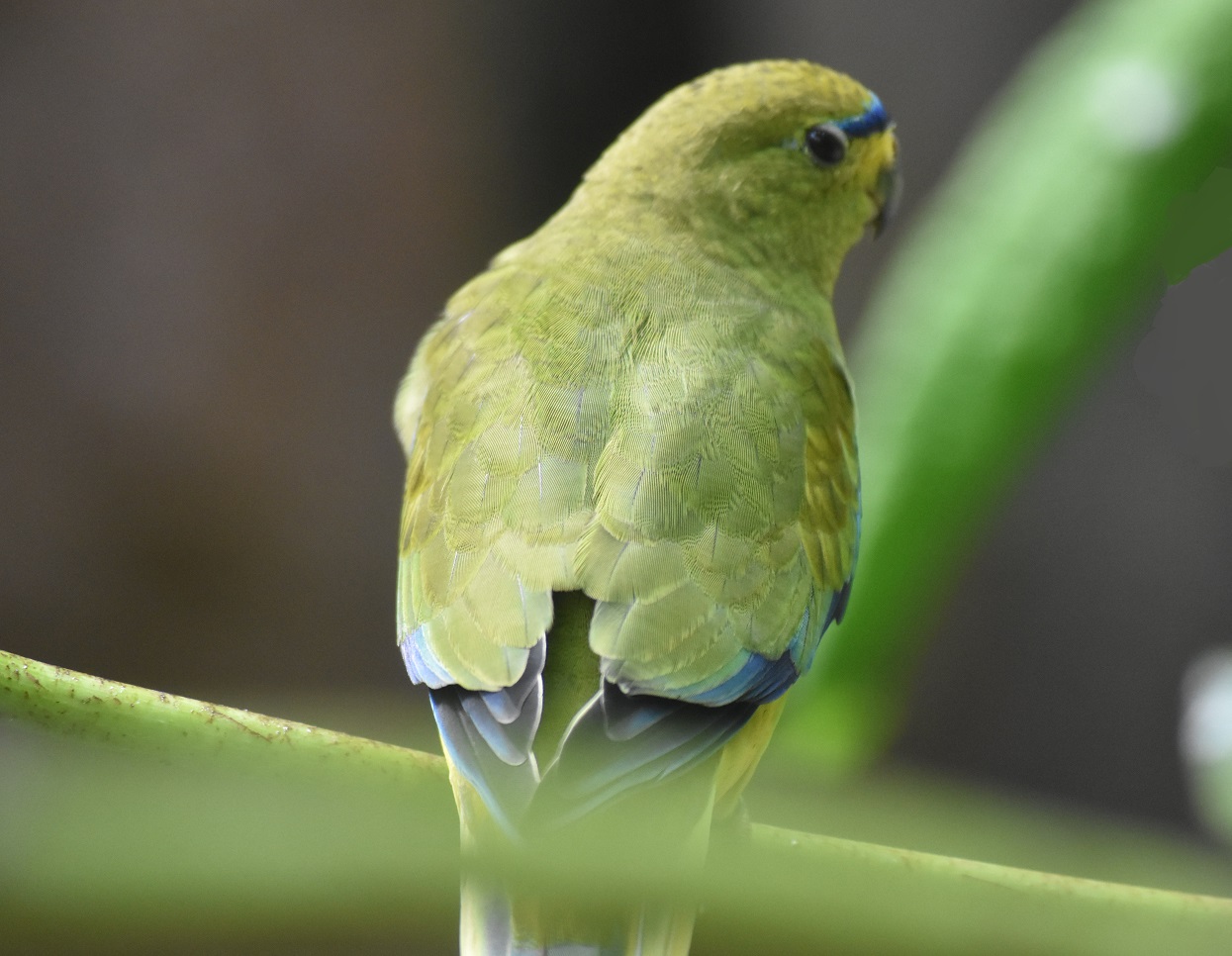 ZOOTOGRAFIANDO (6.100 ANIMALS): PERICO ELEGANTE / ELEGANT PARROT ...