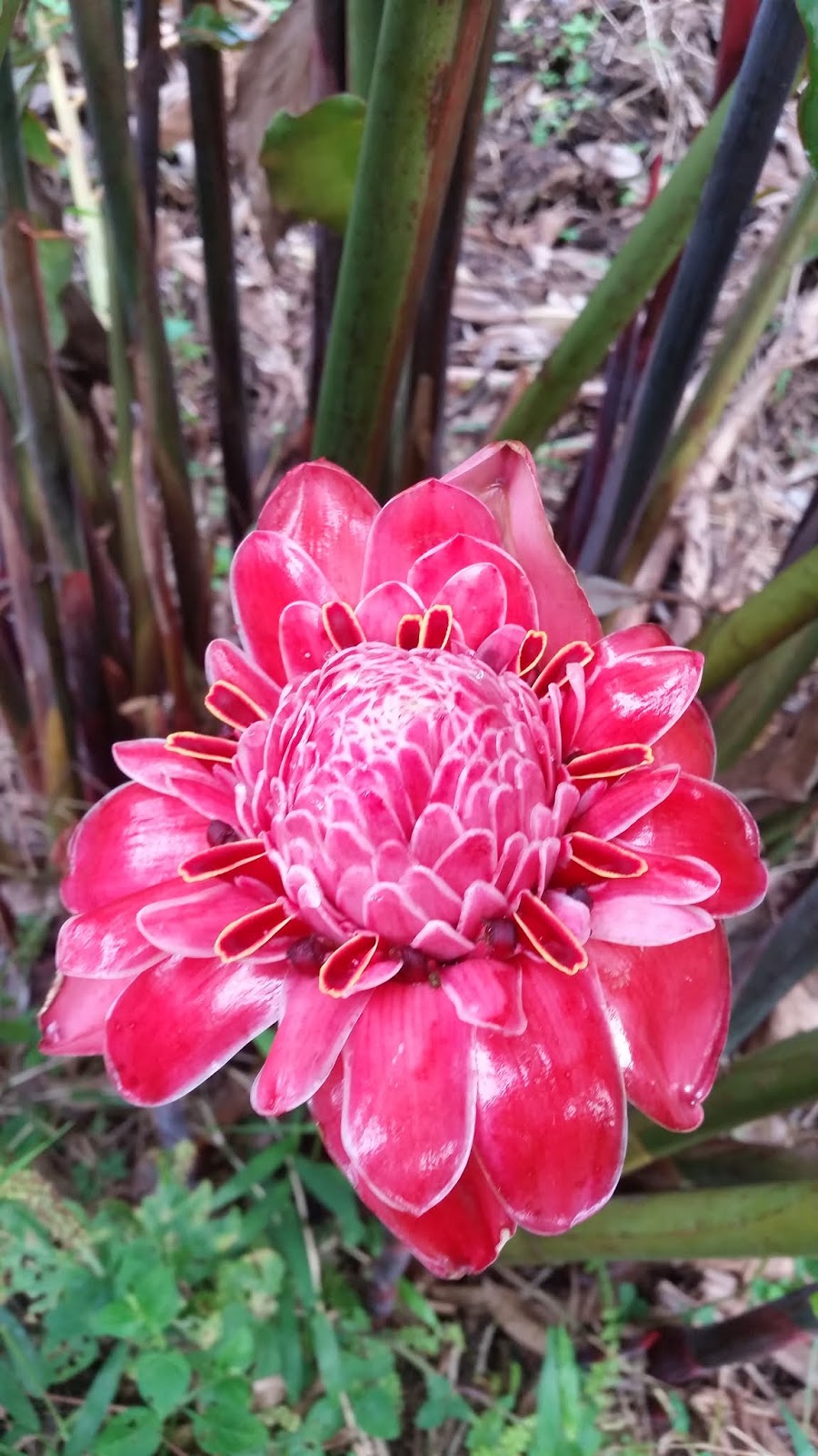 Warisan Petani: Membiakkan Tanaman Kantan Merah.