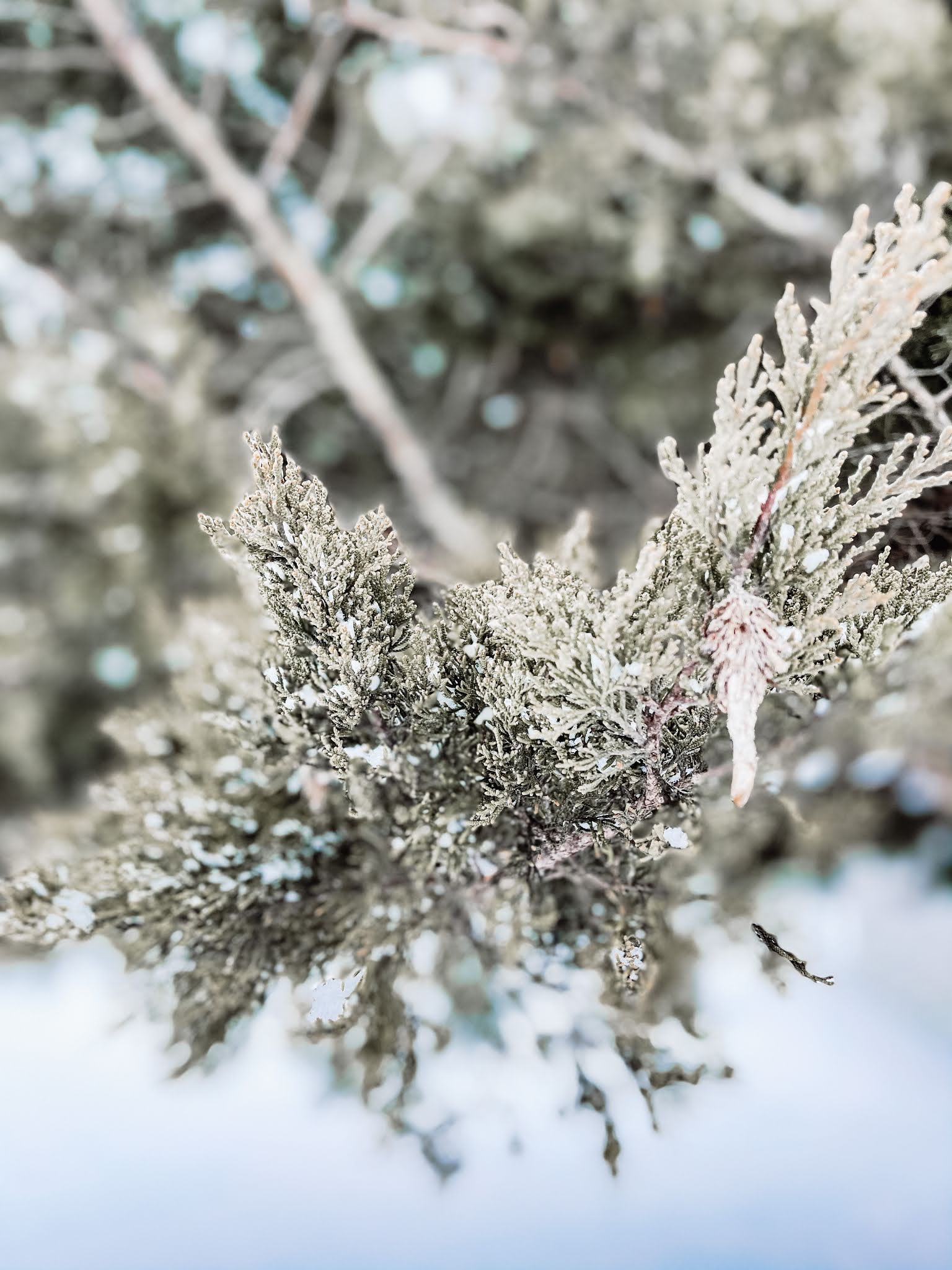 {Texas Snowpocalypse // 2021} - HALL AROUND TEXAS