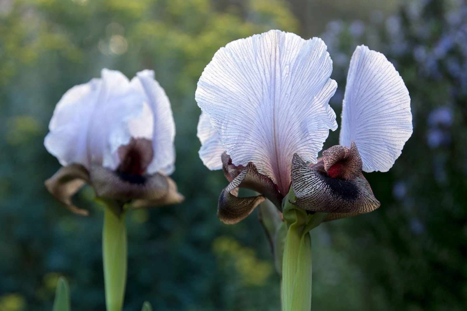 Alpine Garden Society Victorian Group: Aril Iris.