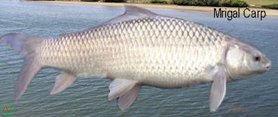 Fish Names & Pictures | Fish Vocabulary | Necessary Vocabulary ...