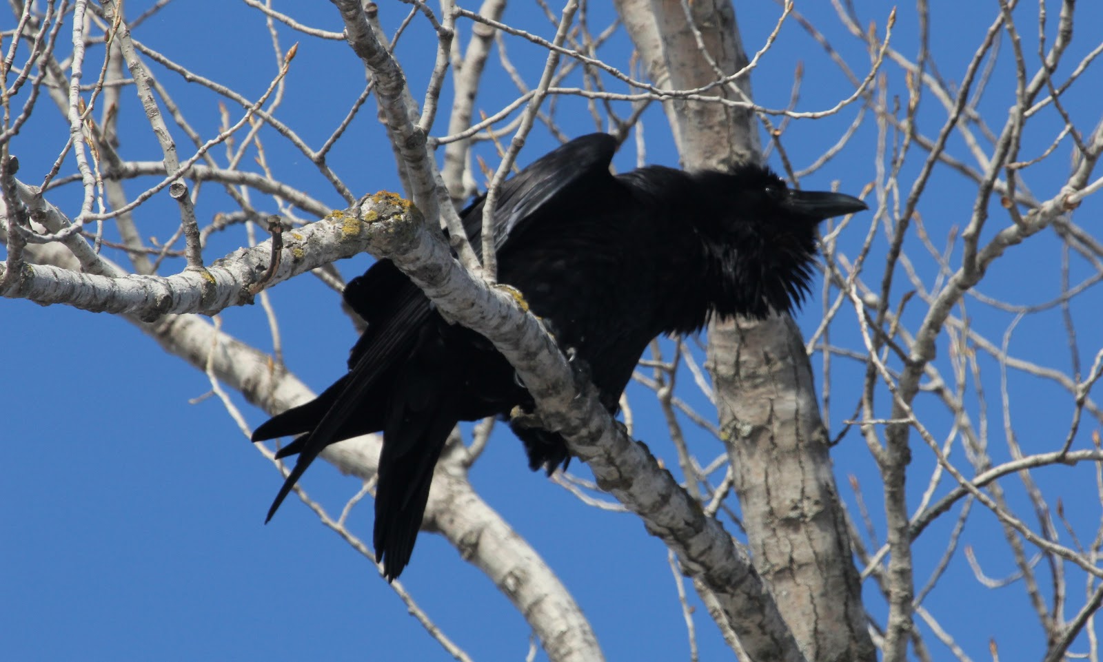 Washington County Raven