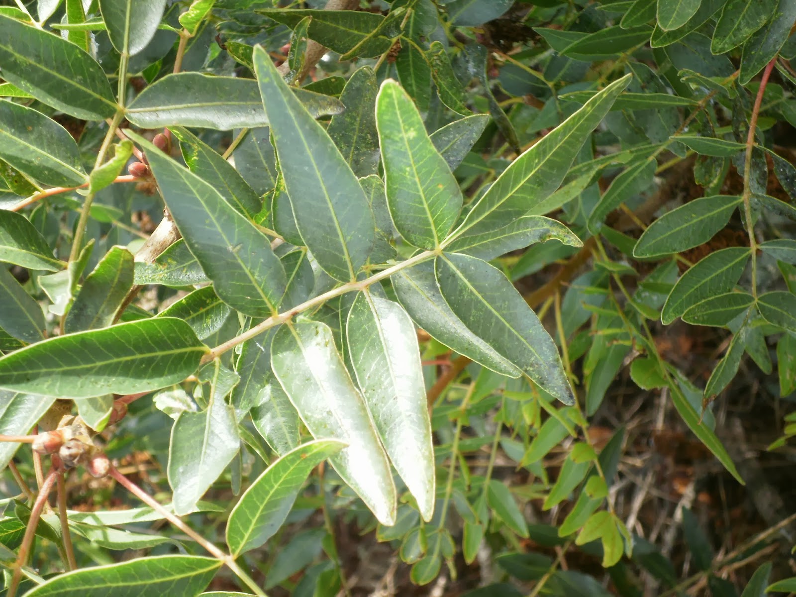CUADERNO DE GEOGRAFIA CANARIA: Almácigos.