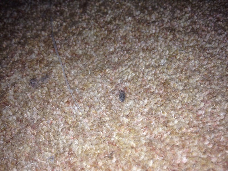 What do carpet moths look like? ~ Art of Clean - UK - 01223 863632