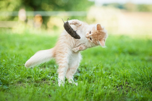 Train a cat to hunt - How to train your cat to hunt without eating the prey