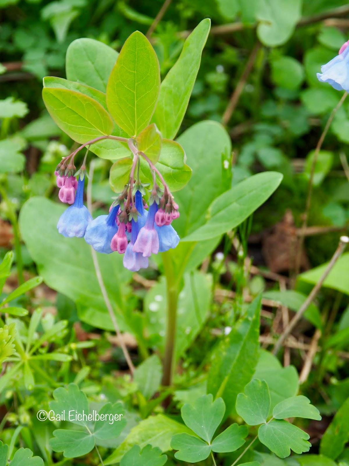 clay and limestone: Wildflower Wednesday: Virginia Bluebells