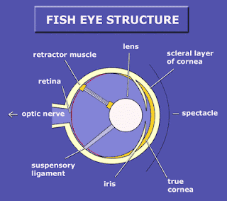 Aquarium Fish: What Is A Fish?