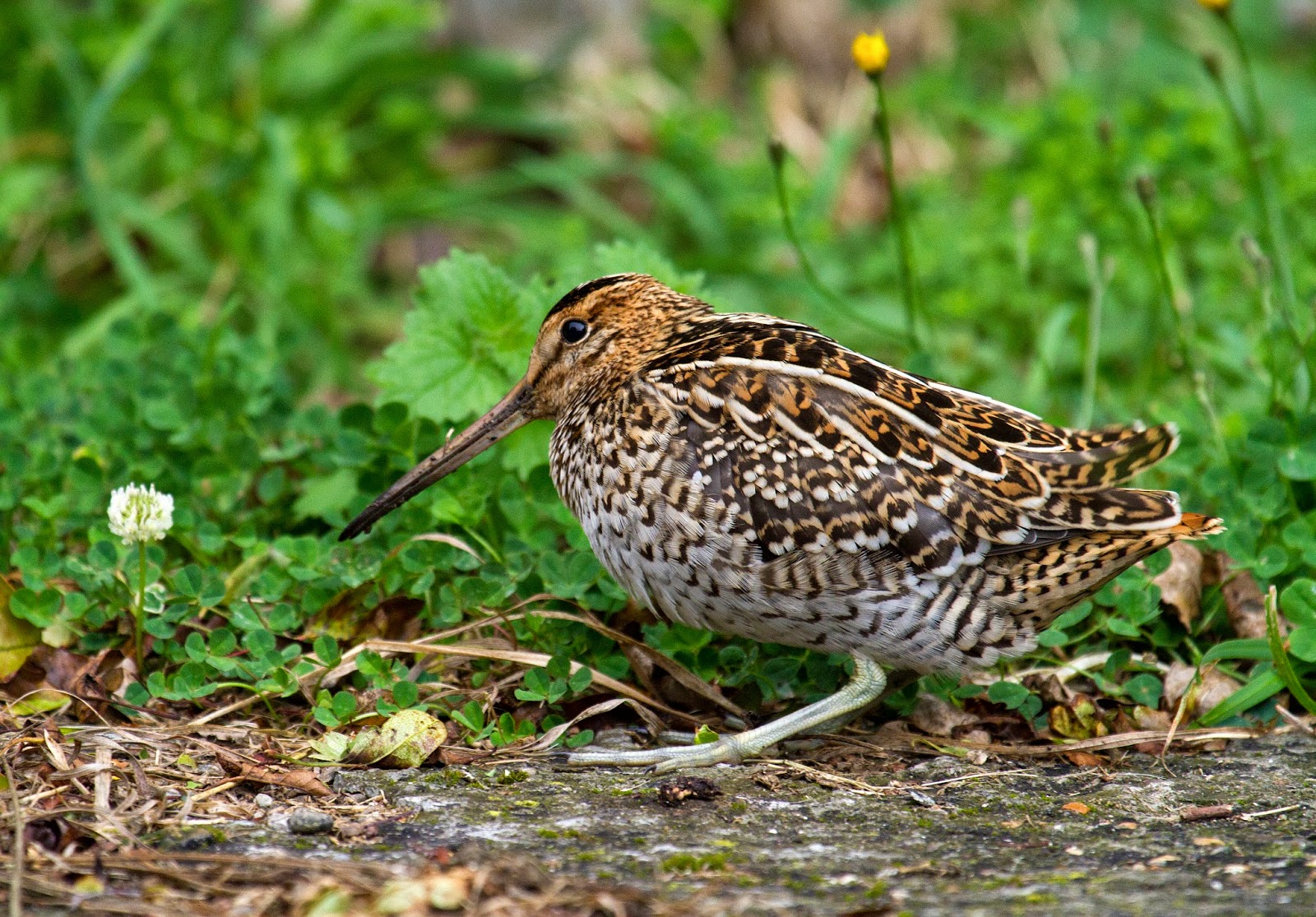 Sharpes birds: Great Snipe