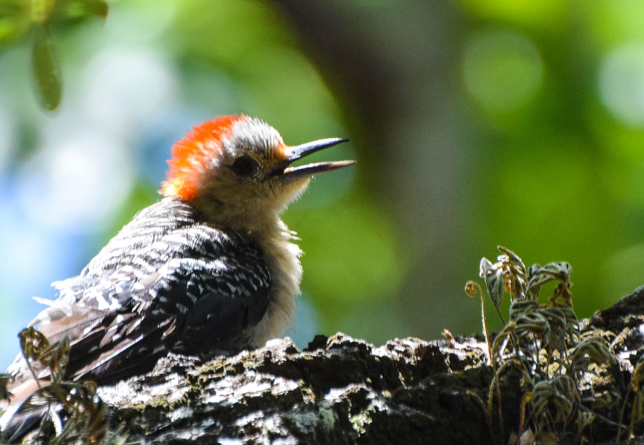 Photo journal...or whatever...: Baby Red-bellied Woodpecker