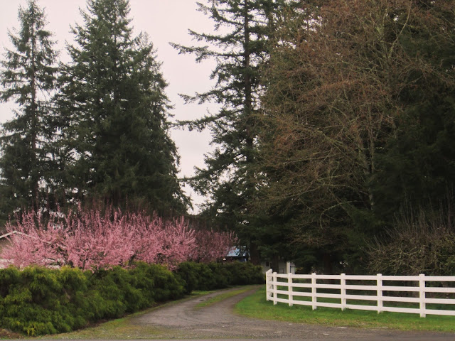 Beatrice Euphemie: A Spring, Country Drive