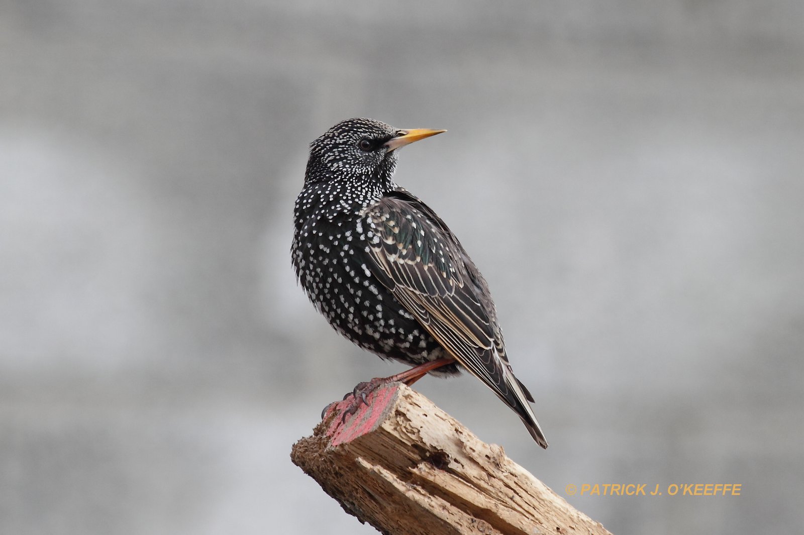 Raw Birds: EUROPEAN STARLING (Sturnus vulgaris) West Pier, Howth ...