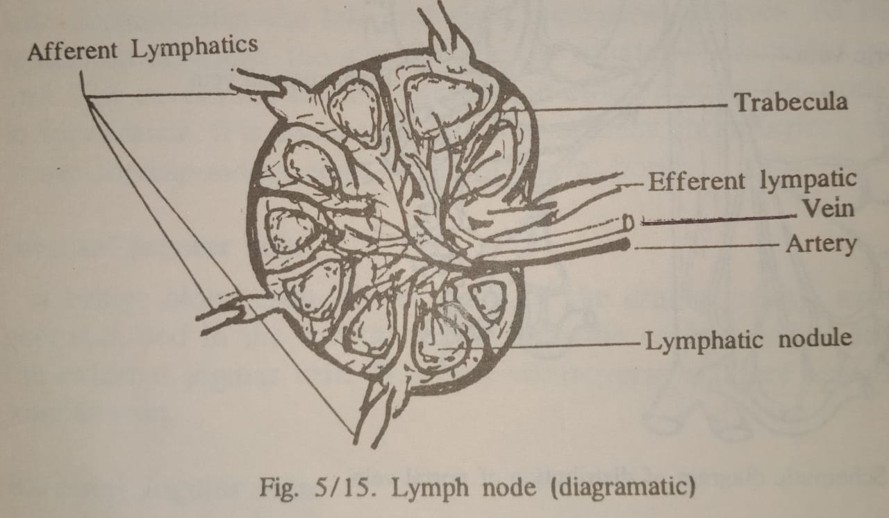 Lymphatic system | Histology | Anjani Mishra